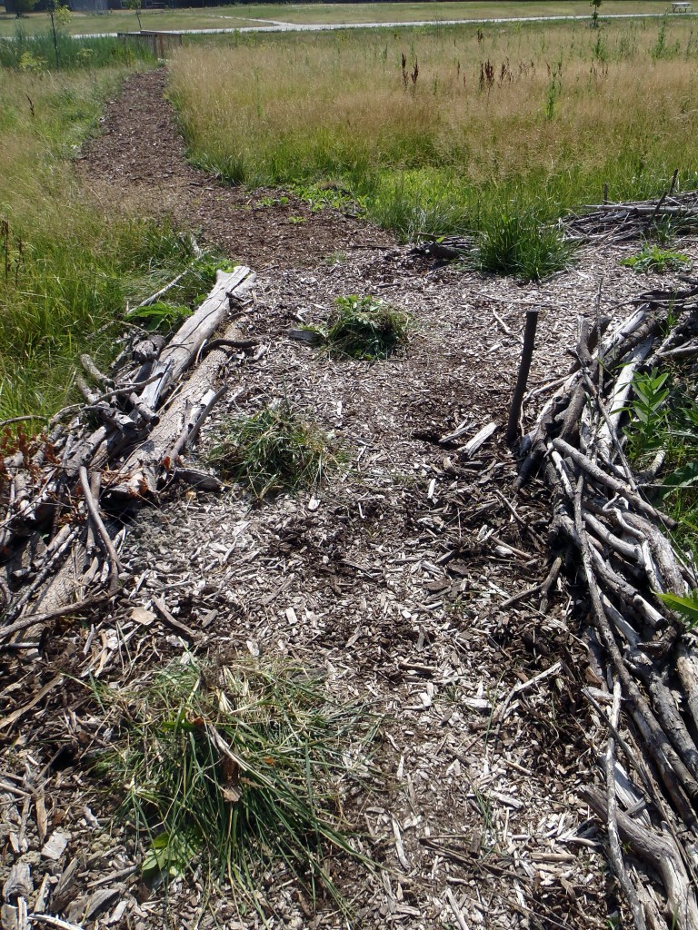 Volunteering at Dunning Read Forest Preserve | Alyssa v. Nature