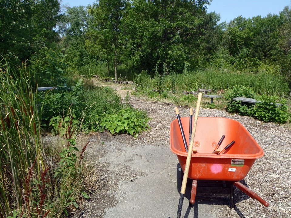 Volunteering at Dunning Read Forest Preserve | Alyssa v. Nature