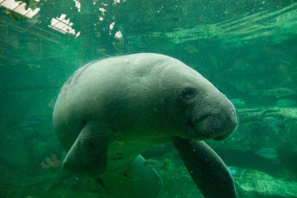 Praise International Committee for Protecting African Manatees | Alyssa ...
